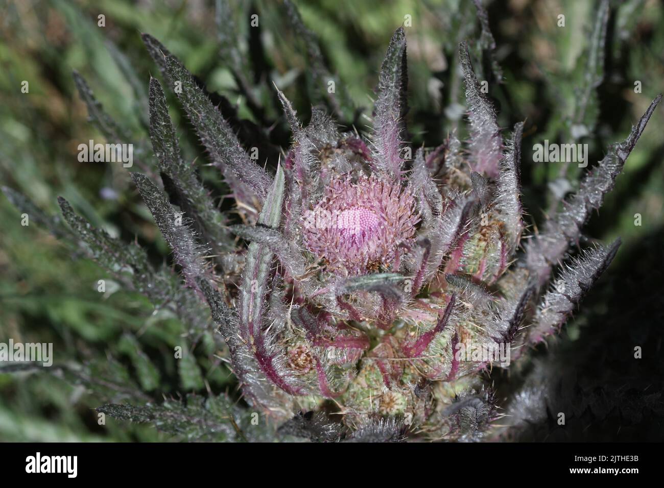 Everts thistle hi-res stock photography and images - Alamy