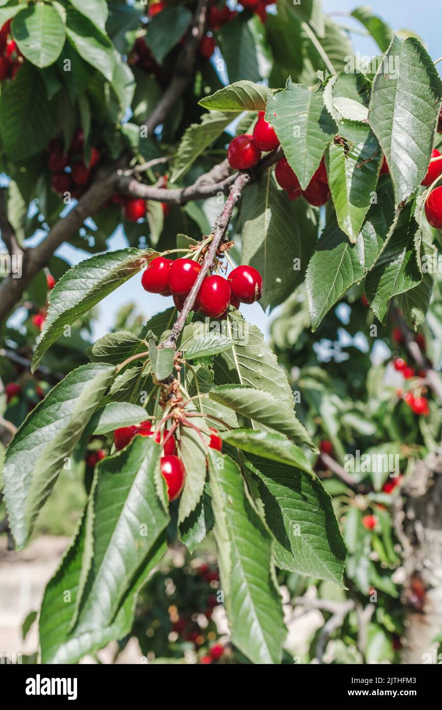 Branches with sweet red cherries and green leaves. Cherry tree Stock ...