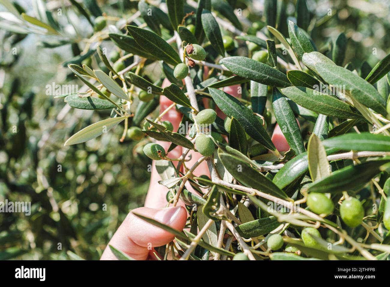 Human hand holding an olive branch full of ripe fruits during the ...