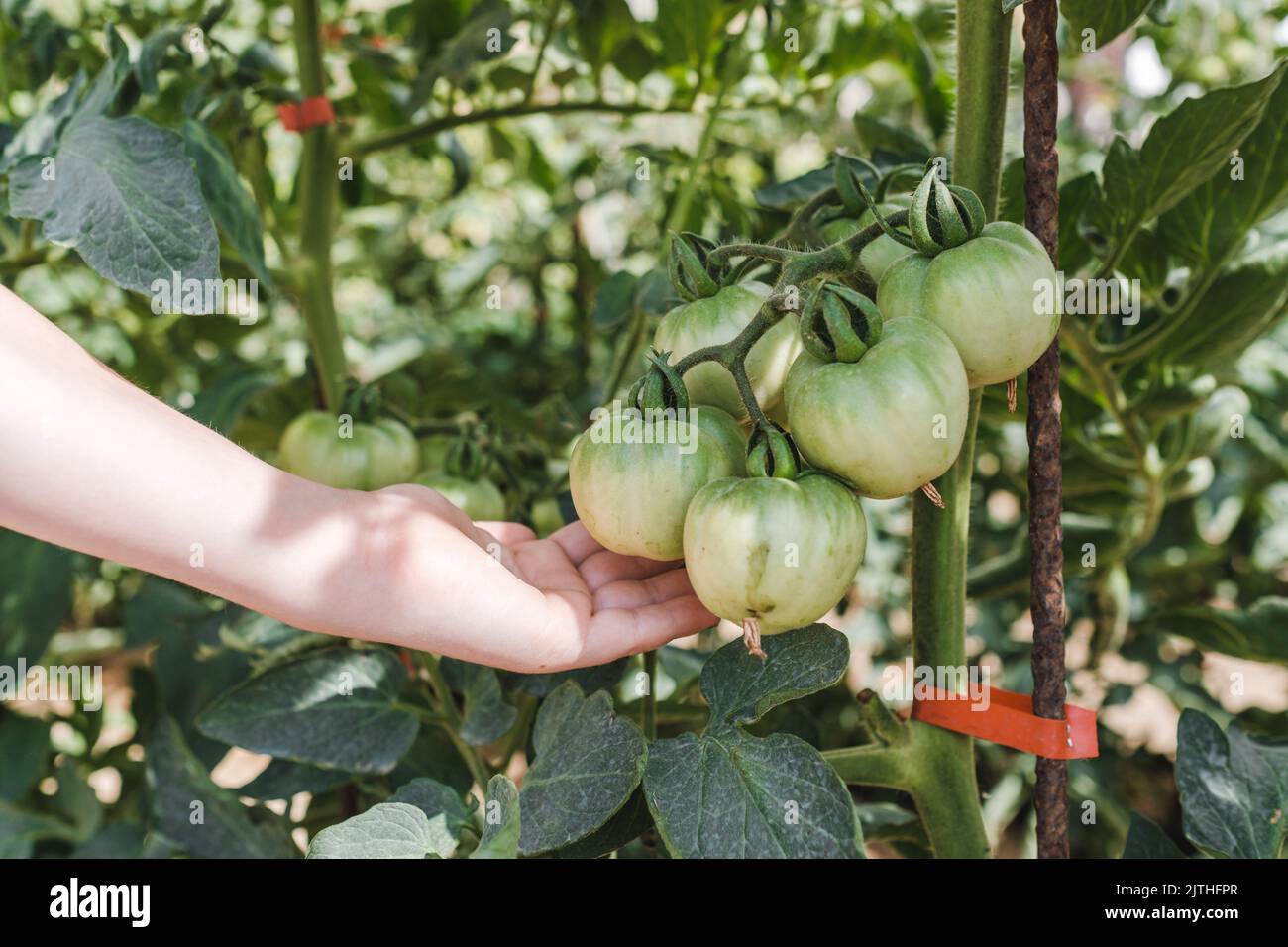 Human hand holding a branch of ripening tomatoes in the home garden ...