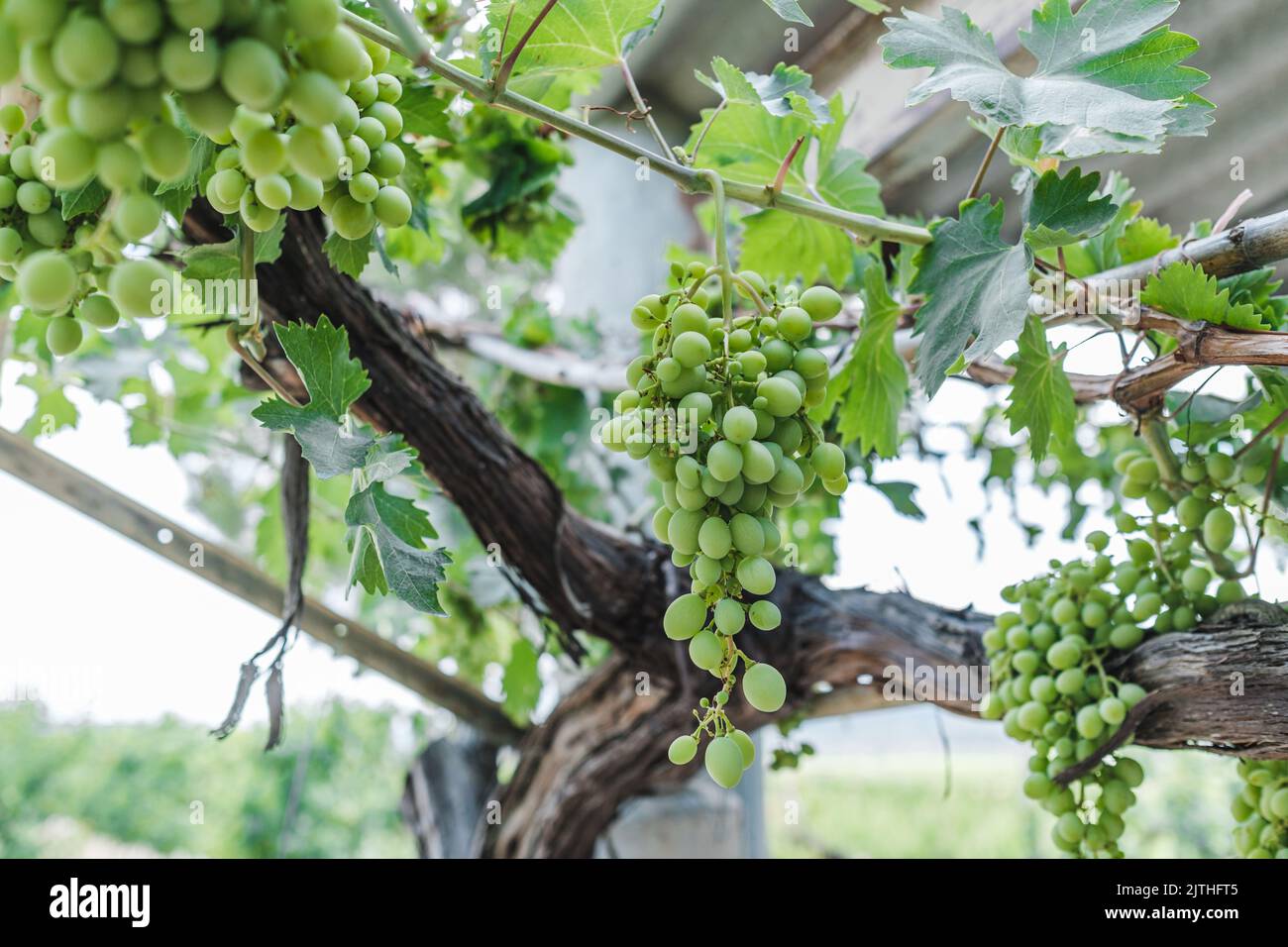 White grapes ripening between leaves in a vineyard Stock Photo - Alamy