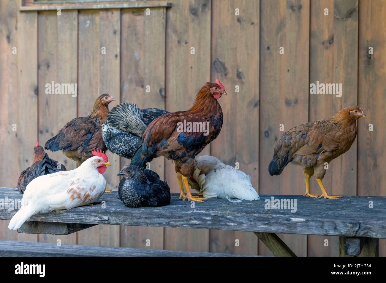 Free range chickens on a German farm in the summer sunshine Stock Photo ...