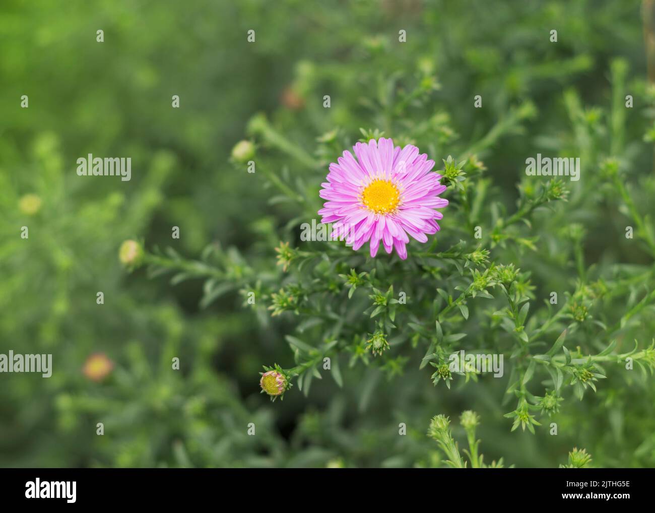 Autumn saffron, also known by the popular names wild saffron, winter ...