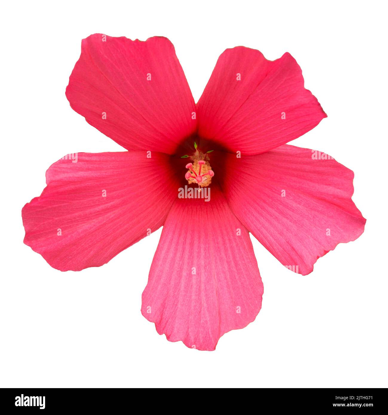 Red Chinese Rose flower (Hibiscus rosa-sinensis) on white background ...