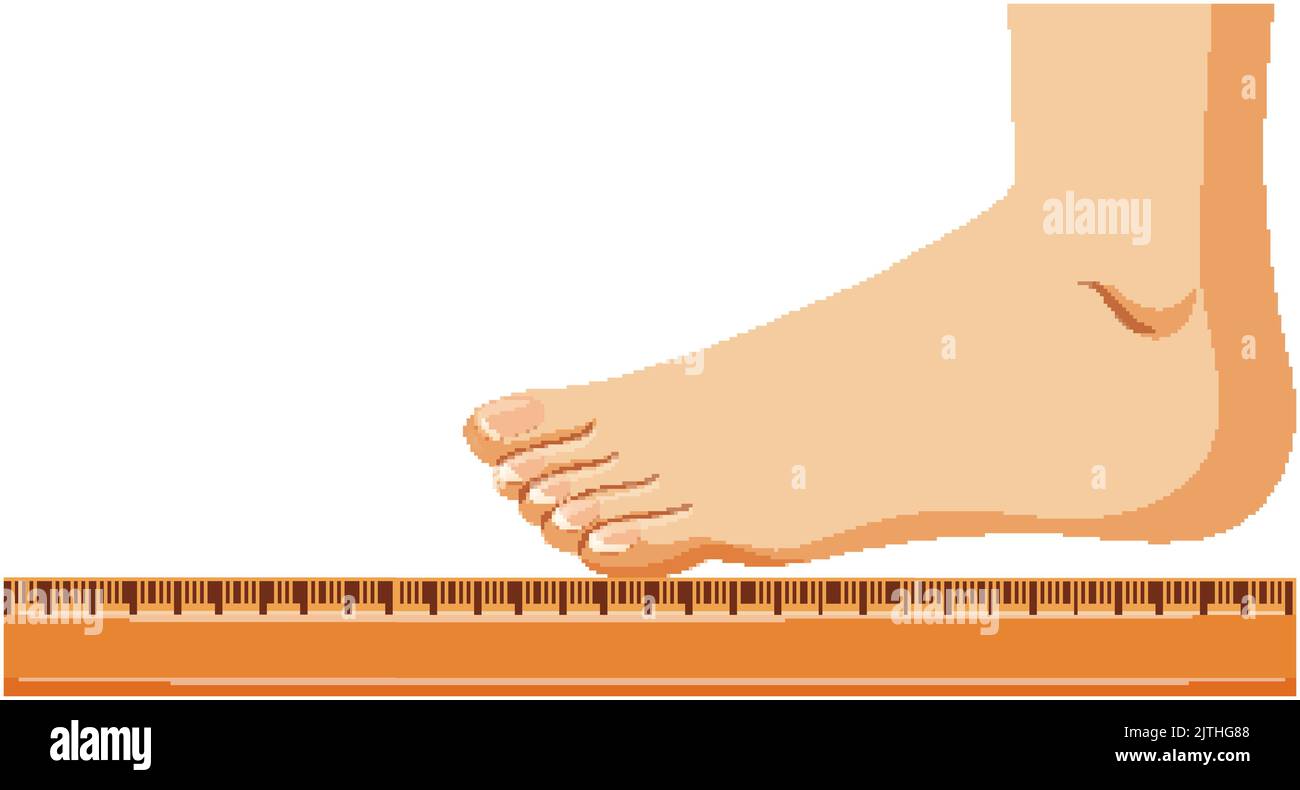 Measuring foot size vector illustration Stock Vector Image & Art - Alamy