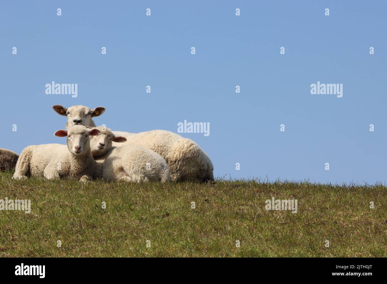 Cute lamb sitting on mother sheep hi-res stock photography and images ...