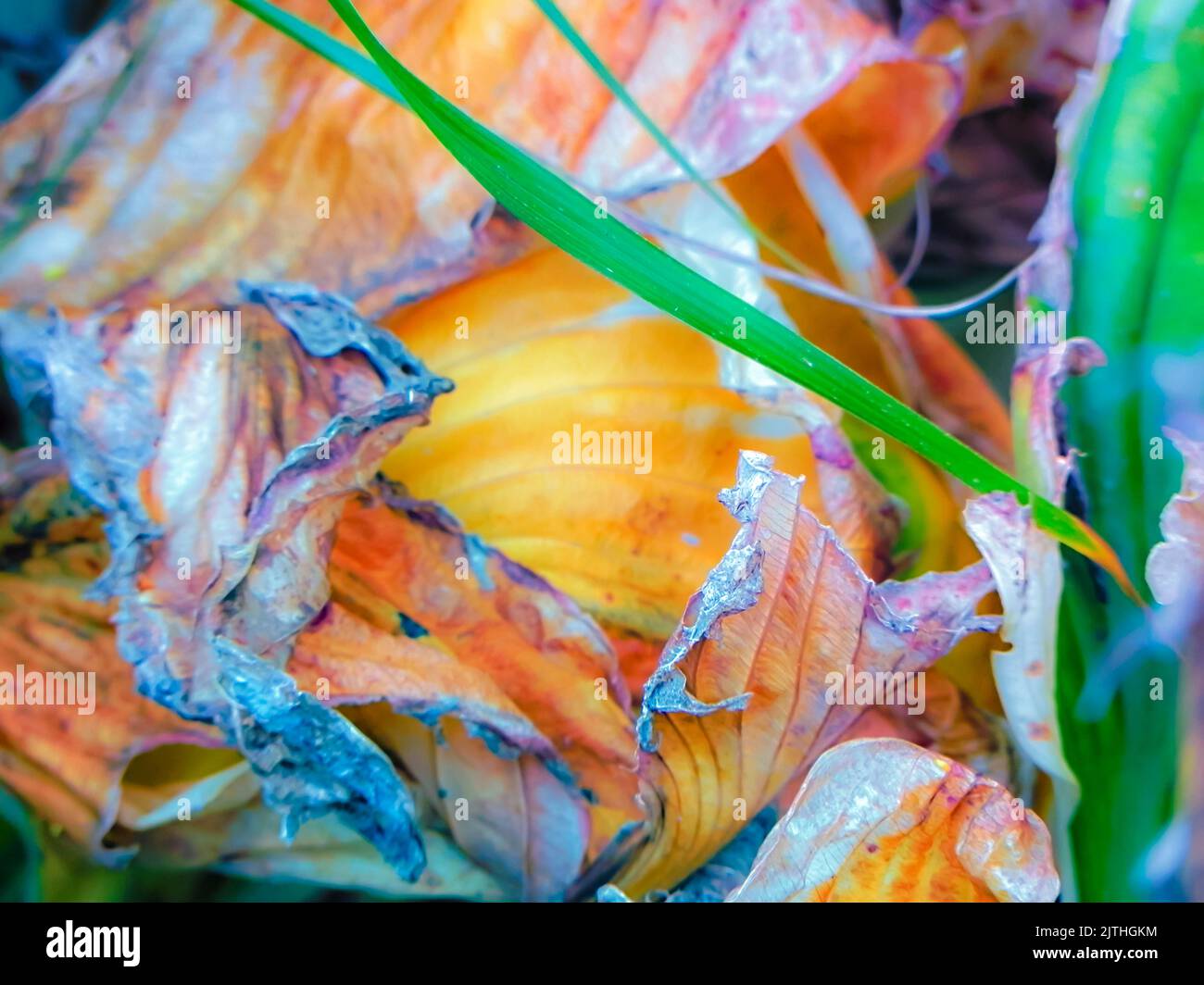 Dried leaves shed by the plants during the fall/autumn season Stock ...