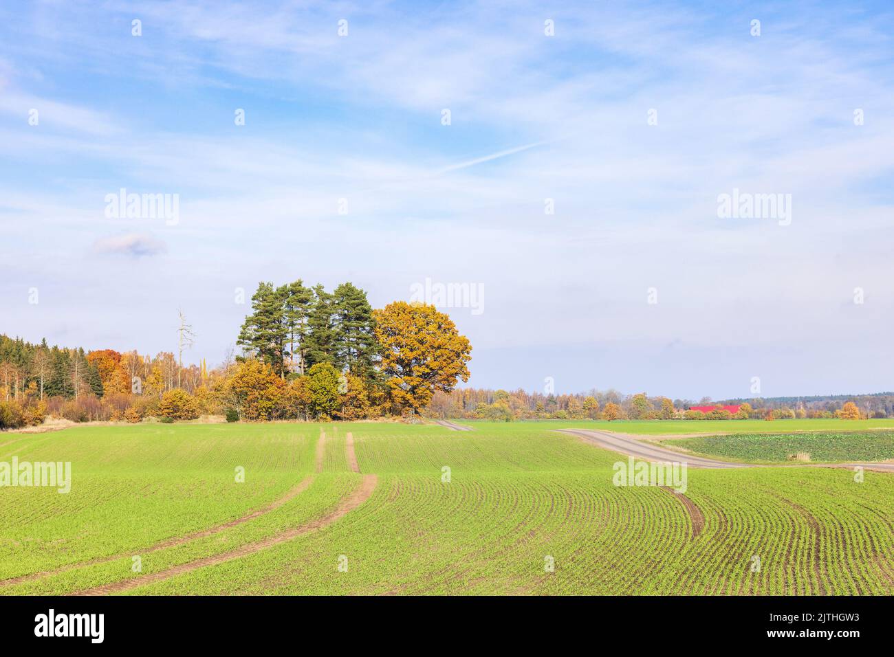 Beautiful green field sown blue hi-res stock photography and images - Alamy