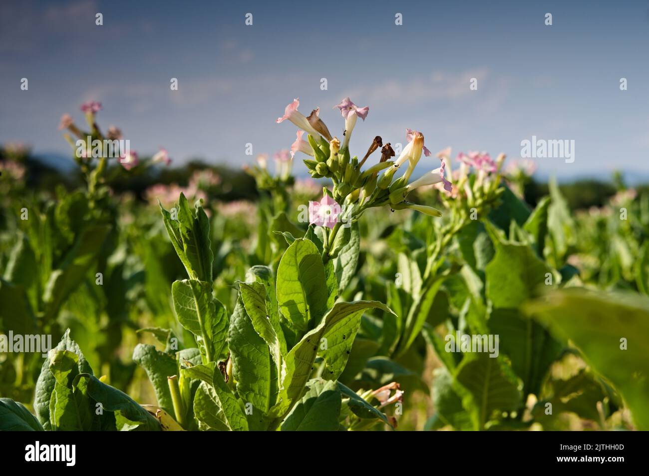 Flowering plants of tabaco Stock Photo - Alamy