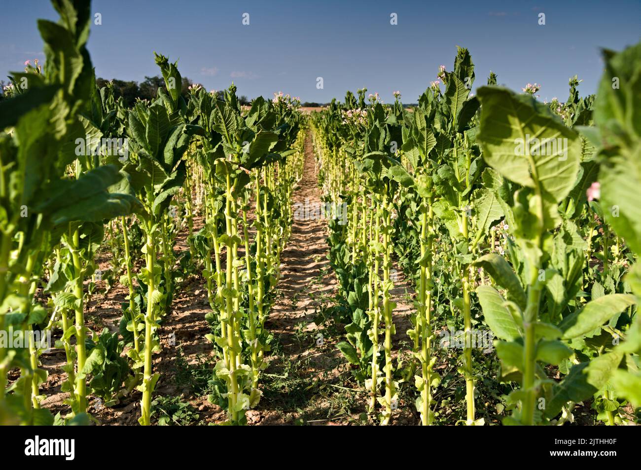 Flowering plants of tabaco Stock Photo - Alamy