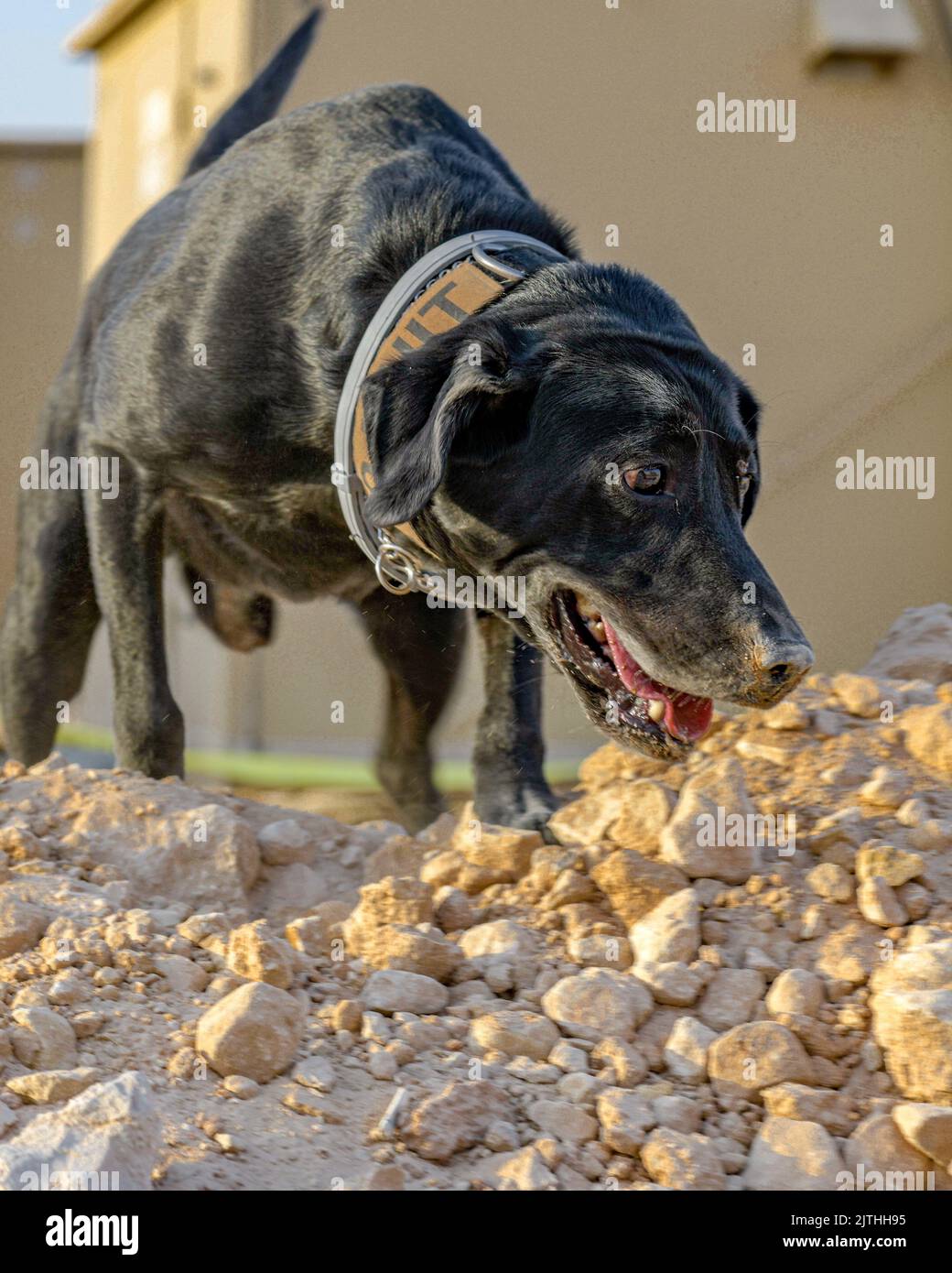 U.S. Air Force K9 Hank, a military working dog assigned to the 378th ...