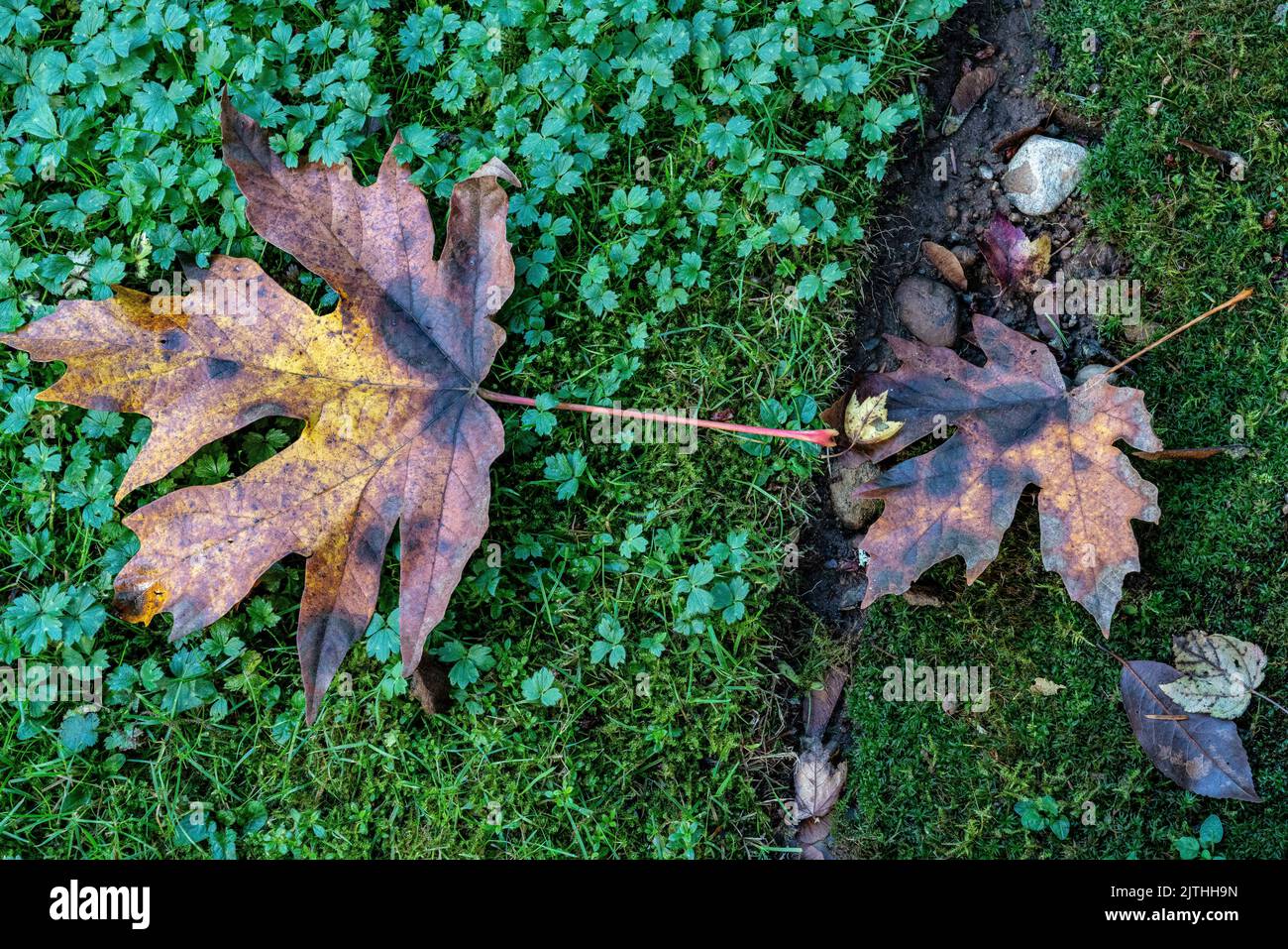 A closeup of fallen autumn leaves on grassy ground Stock Photo - Alamy