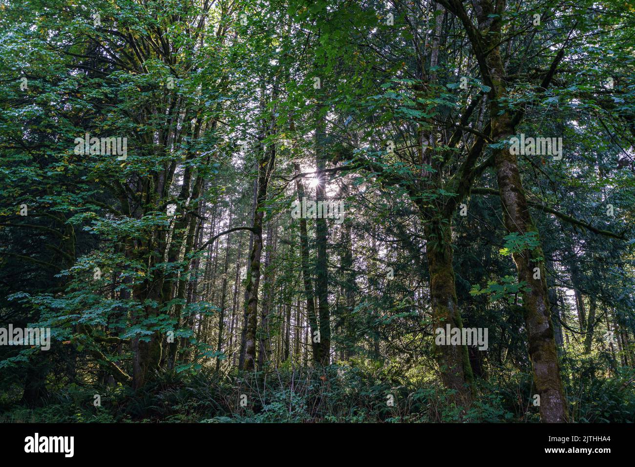 A view of growing dense trees in forest Stock Photo - Alamy