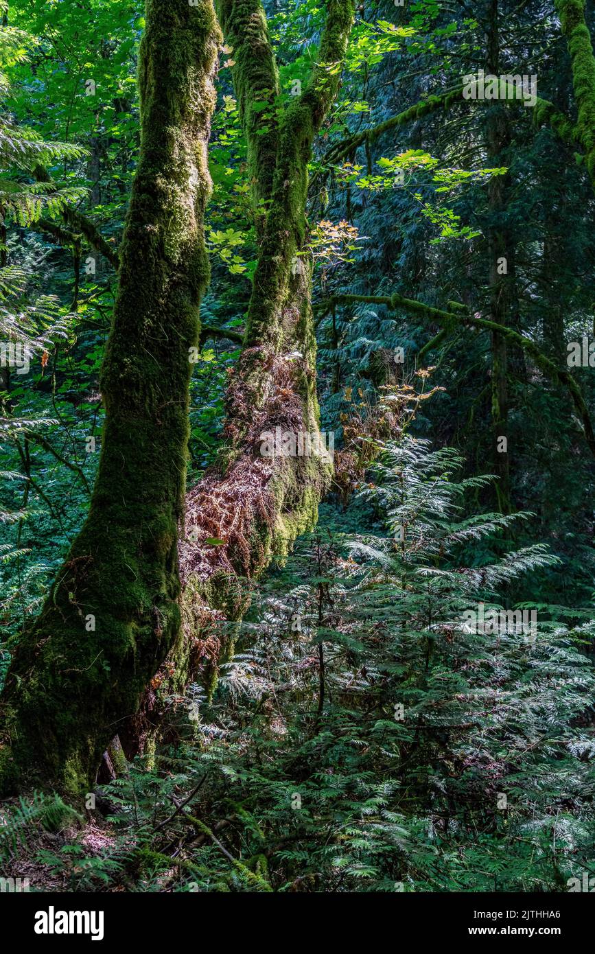 A vertical shot of growing dense trees covered by moss in forest Stock ...