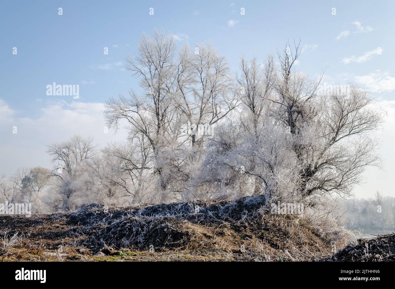 Danube Island Sodros near Novi Sad, Serbia. Landscape with snow covered ...