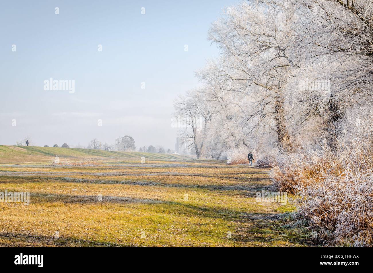 Danube Island Sodros near Novi Sad, Serbia. Landscape with snow covered ...