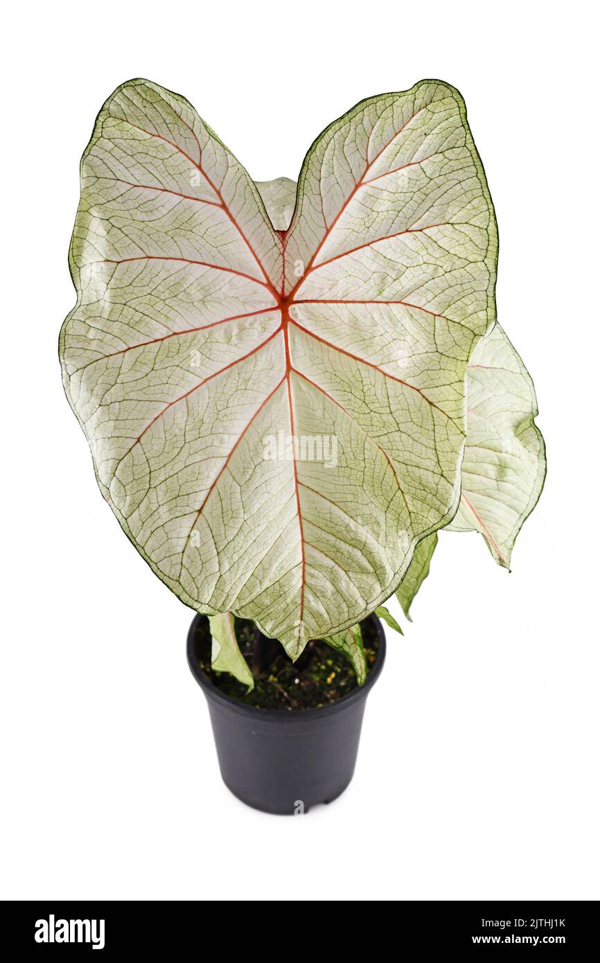 Tropical 'Caladium White Queen' houseplant with white leaves and pink ...