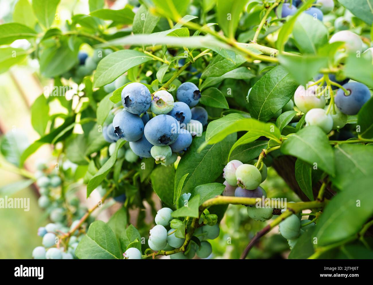 Ripe blueberries (Vaccinium Corymbosum) in homemade garden. Fresh bunch ...