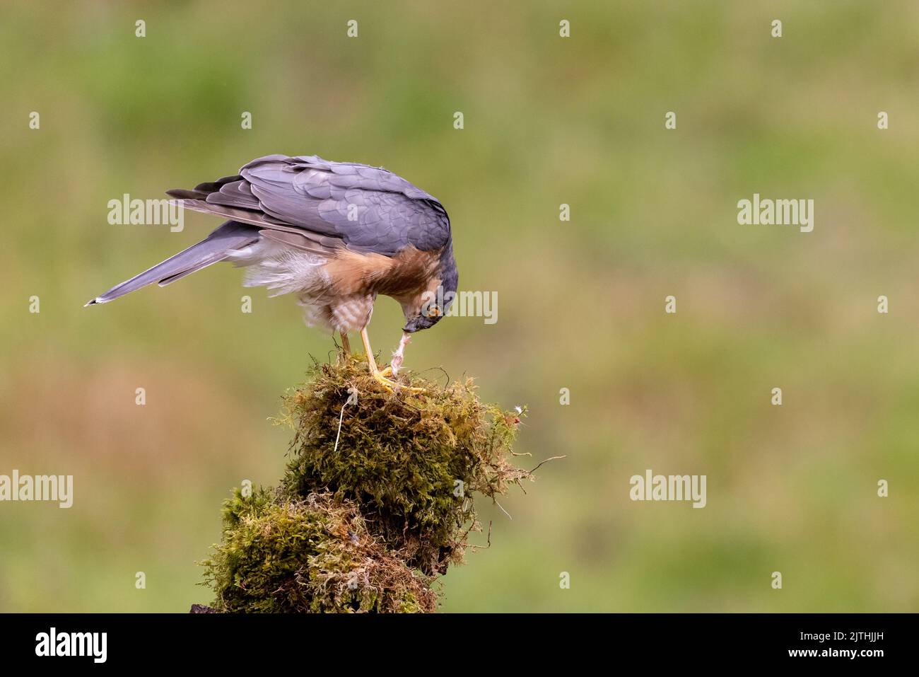 Male hawk hi-res stock photography and images - Alamy