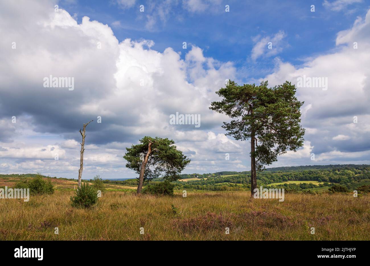 Ashdown forest view hi-res stock photography and images - Alamy