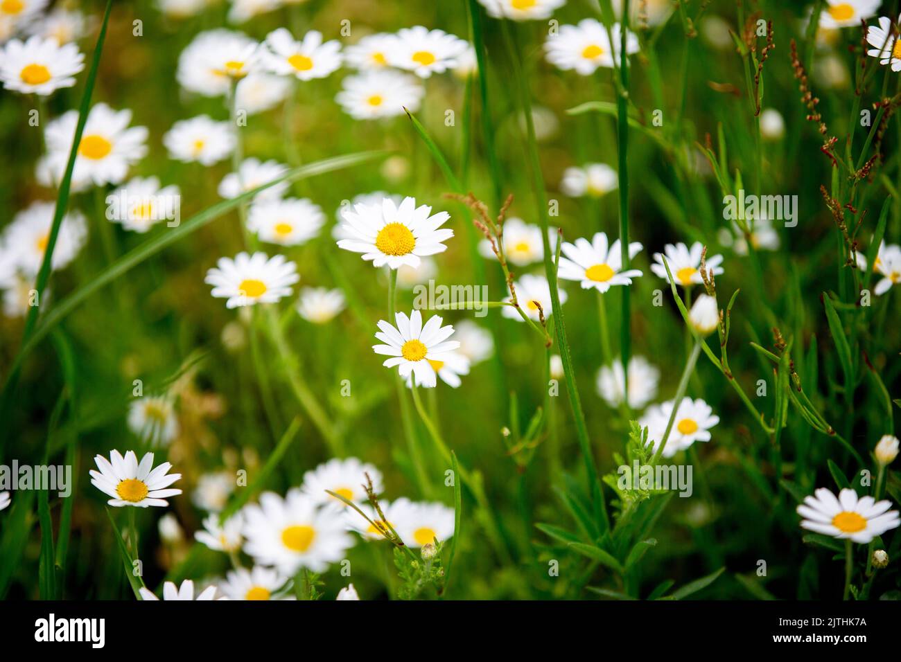 Wild daisy flowers growing on meadow, white chamomiles on green grass ...