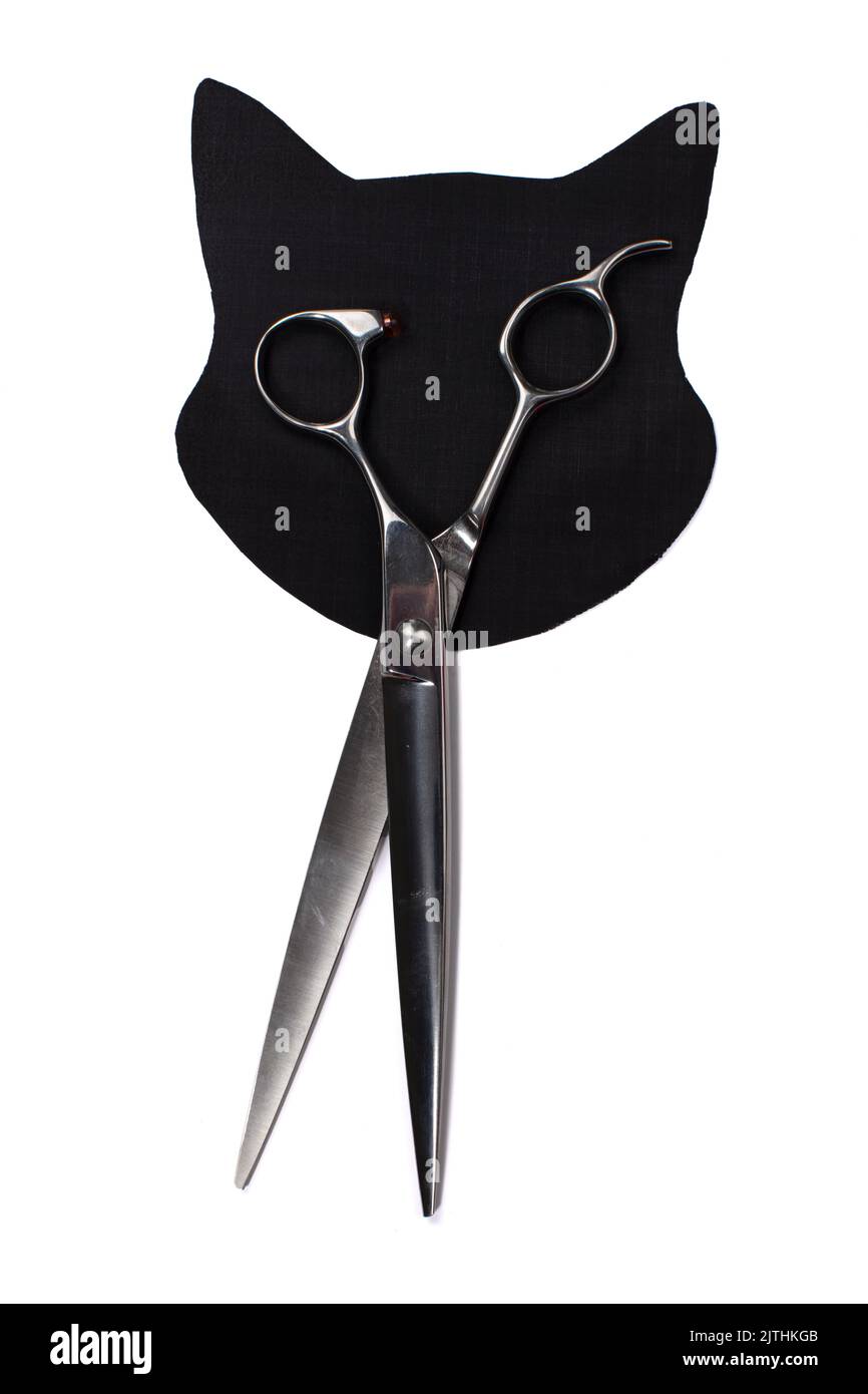 Craft paper black cat. Creative cat head and scissors. Children's art ...