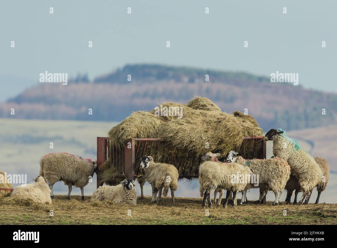 A mixed flock of Swaledale sheep and mule sheep feeding on open moorland from a red metal trough ...