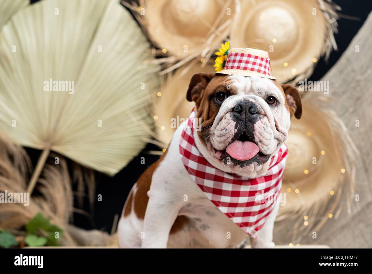 Modelo pet hi-res stock photography and images - Alamy