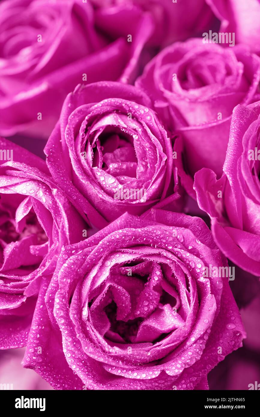 Pink rose flowers background. Roses background. Pink flowers wallpaper ...