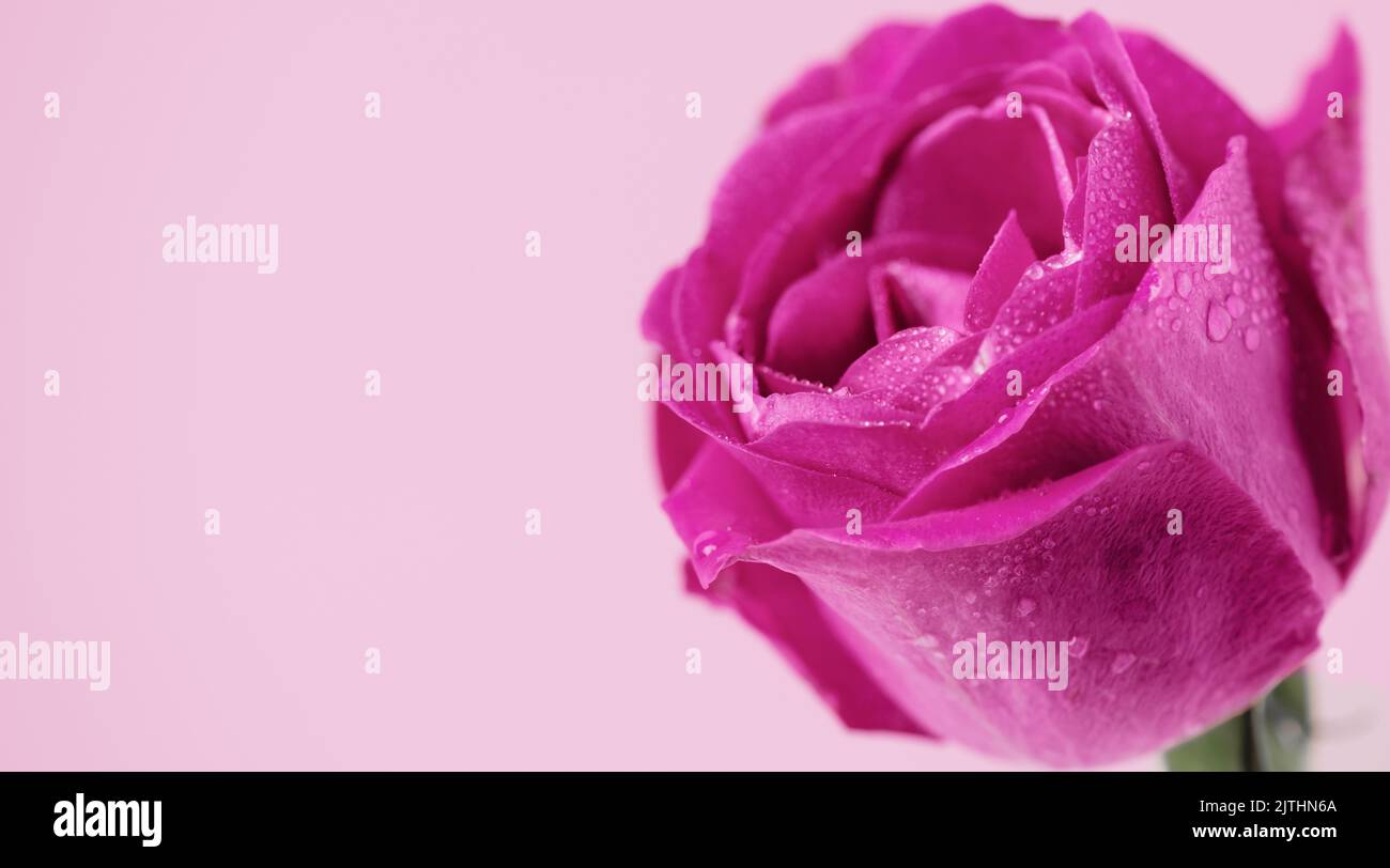 Pink rose flowers background. Roses background. Pink flowers wallpaper ...