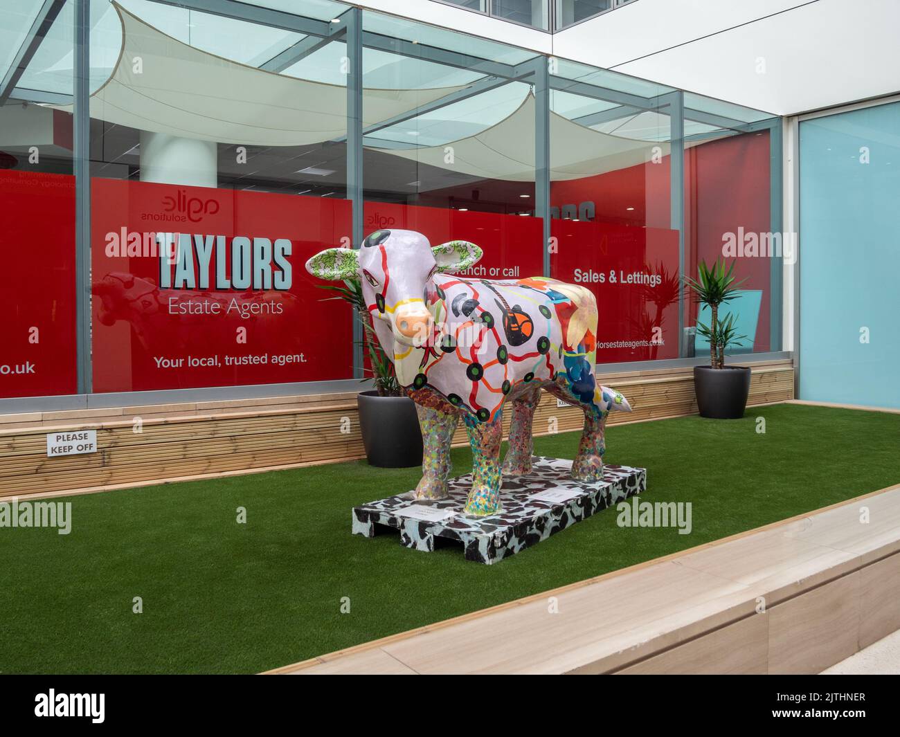 Colourful life size model of a cow, CBX House, Milton Keynes, UK ...