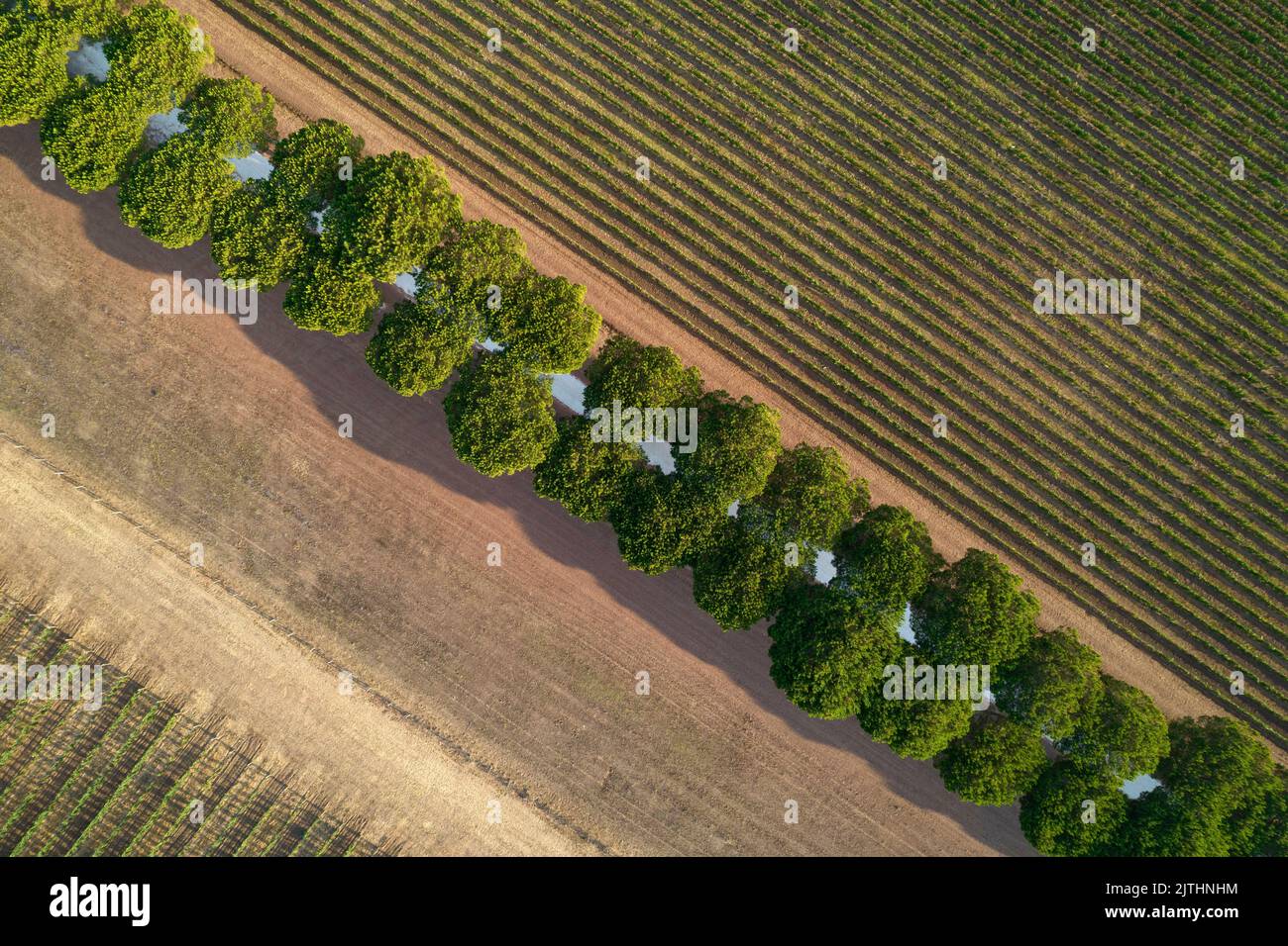 Pine trees in tuscany hi-res stock photography and images - Alamy