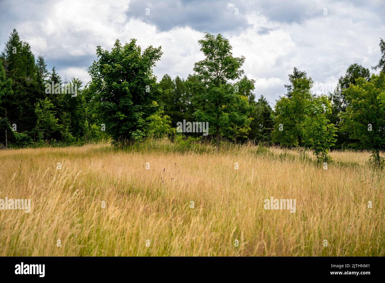 Thick tall grass and tree on mountain meadow, hill Varta,Czech Paradise ...