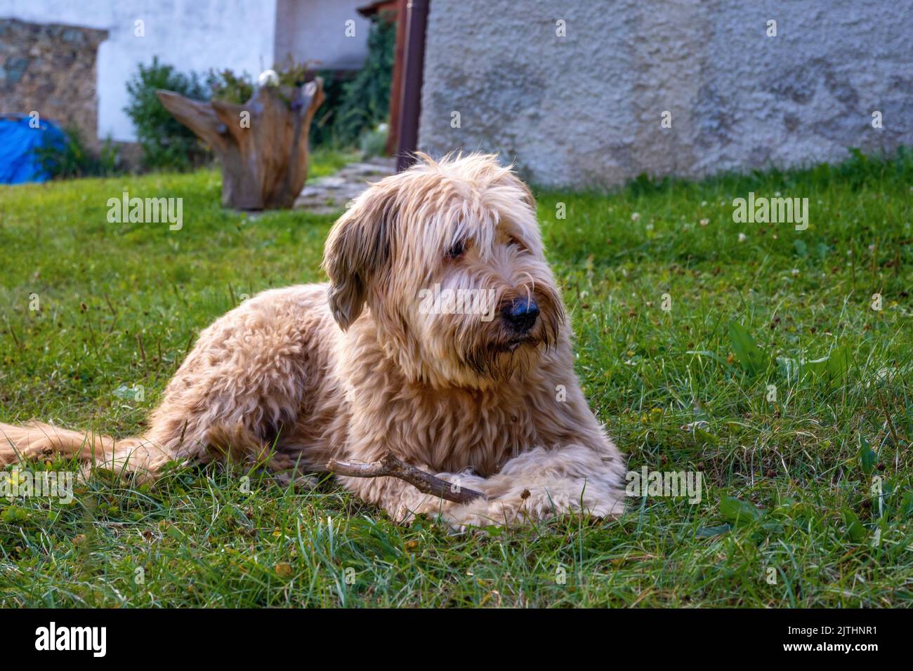 Briard Is Ill With Pseudorabies