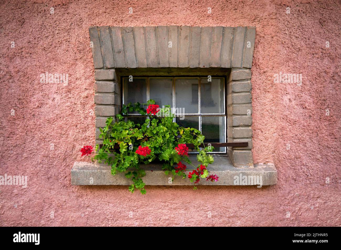 Old brick window with a bars and red geranium flower on pink rural ...