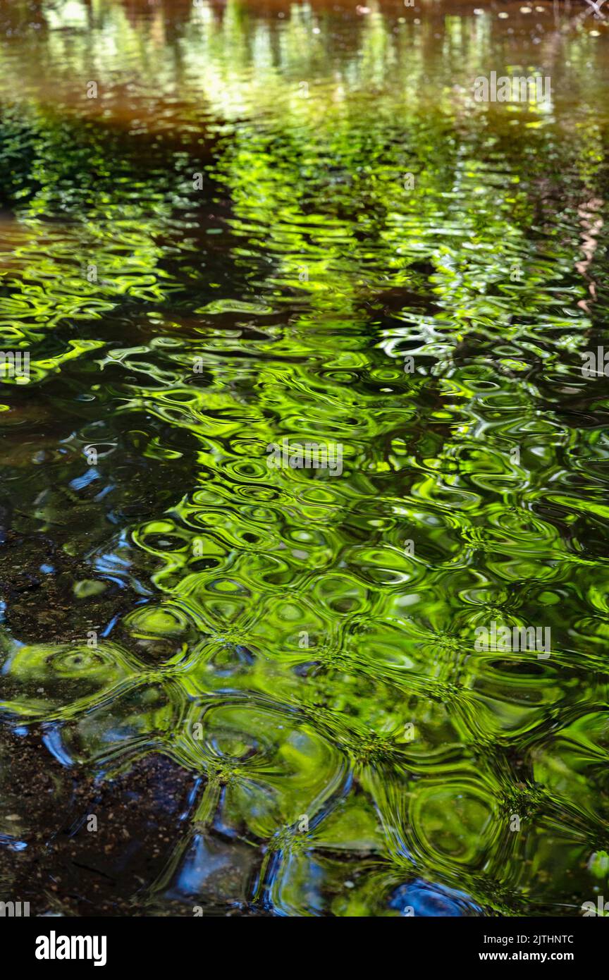Many beautiful emerald green color shapes on water surface in sunny ...