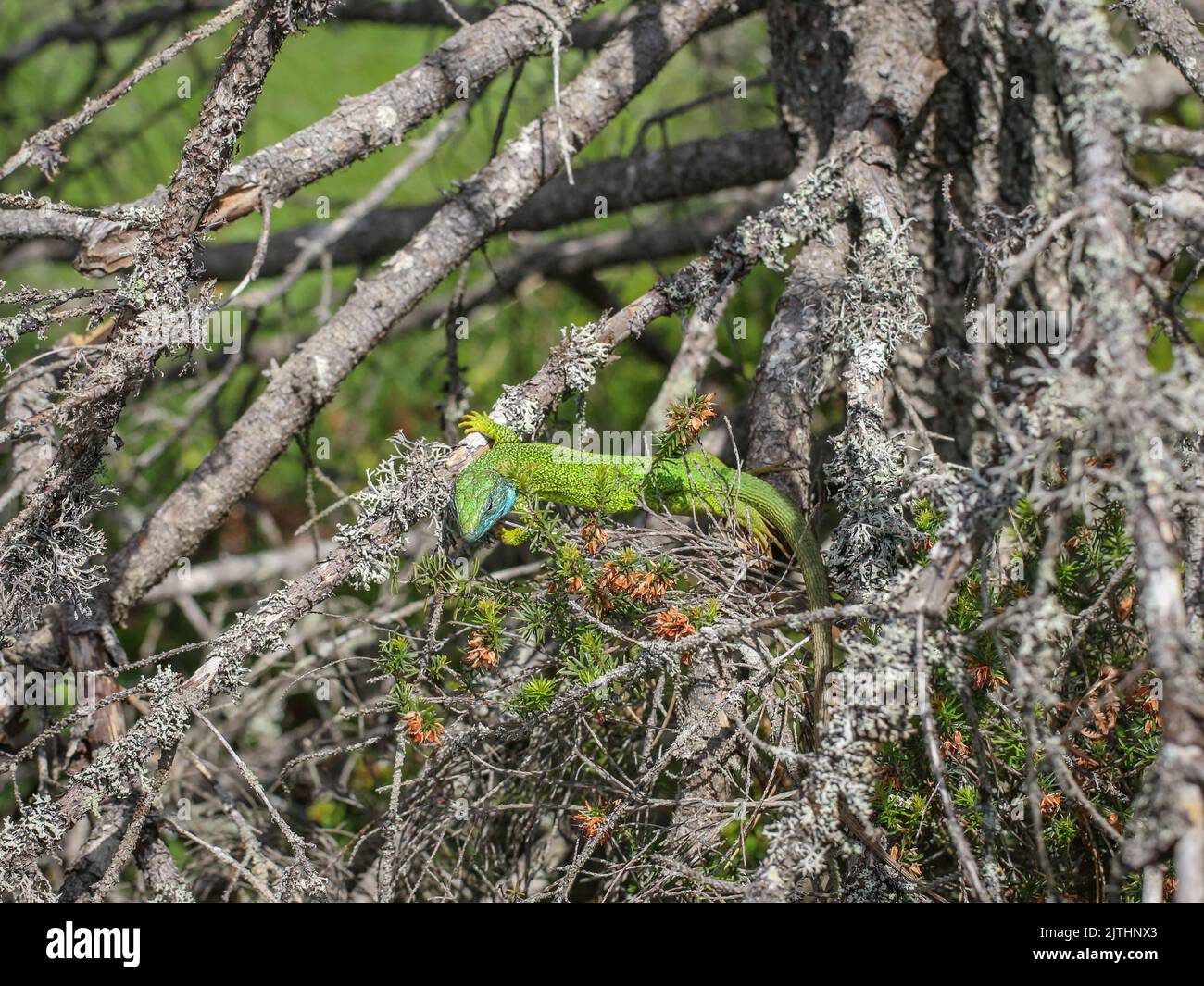 Adult male of European green lizard, Lacerta viridis sunbathing Stock ...