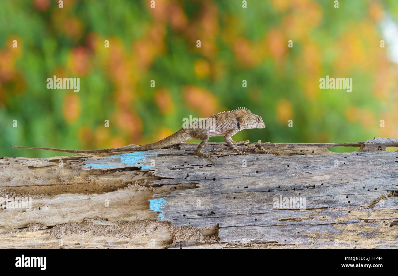 A shallow focus of an iguana lizard isolated on the rotten log Stock ...