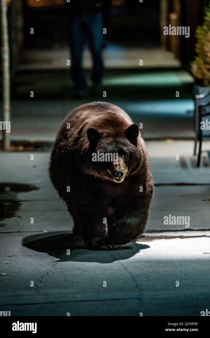 Bear sidewalk hi-res stock photography and images - Alamy
