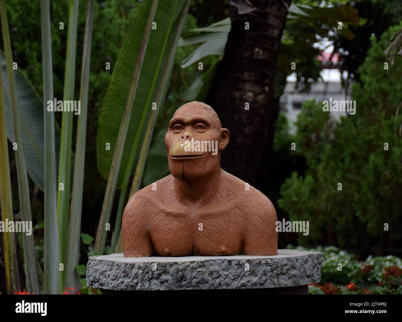 Sculpture of Australopithecus at science museum siliguri India. It is a ...