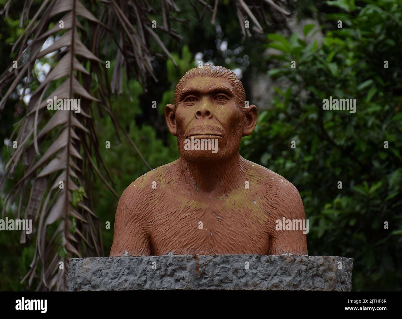 Sculpture of Homo Habilis at science museum siliguri India. An extinct ...