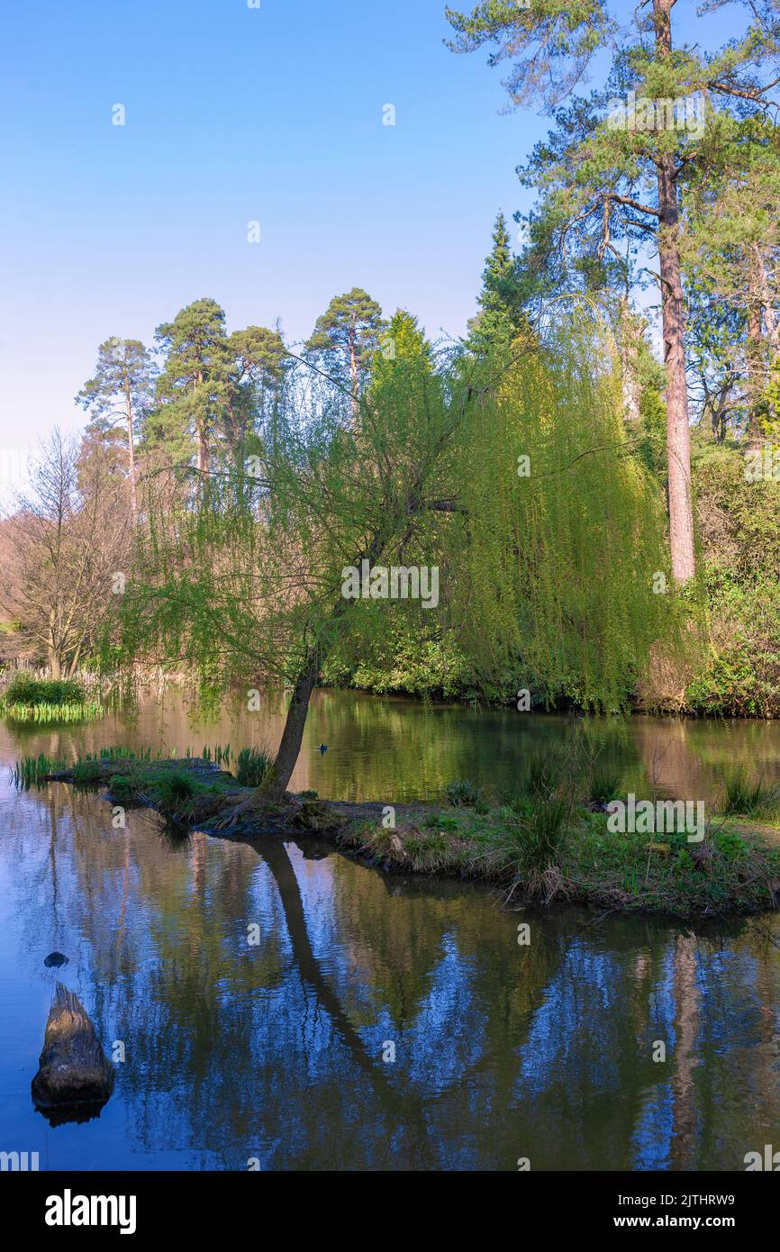 The Top Ponds at Leonardslee Gardens, West Sussex, England, UK, on a ...