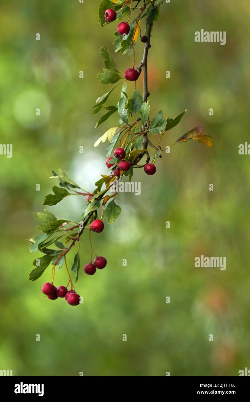 Hawthorn beetle hi-res stock photography and images - Alamy