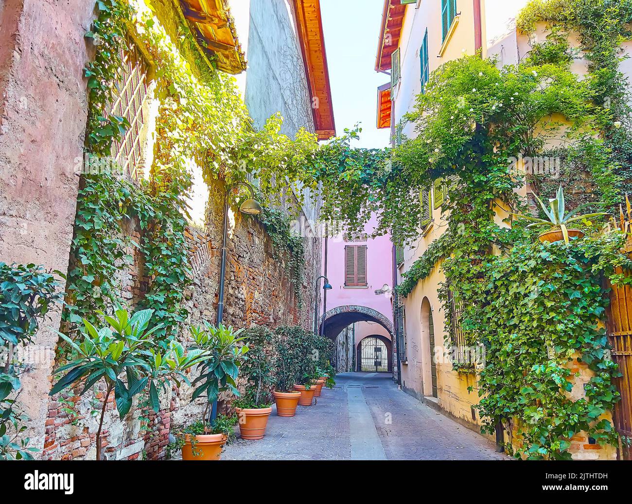 The beautiful historic Via Elia Capriolo street with grapevines ...