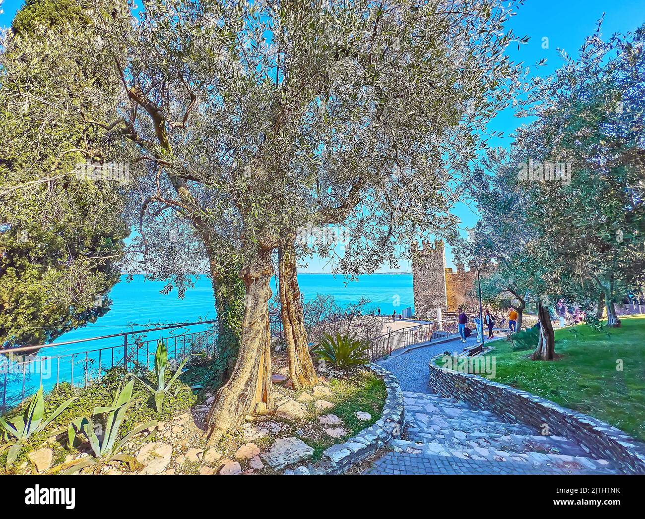 The old spread olive trees on the bank of Lake Garda with tower and ...