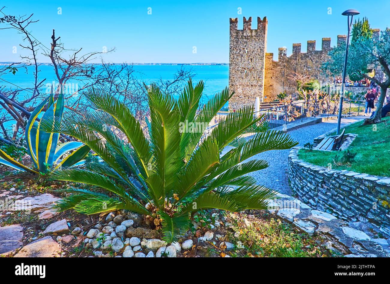 The spread green king sago palm bush and small agave against the tower ...