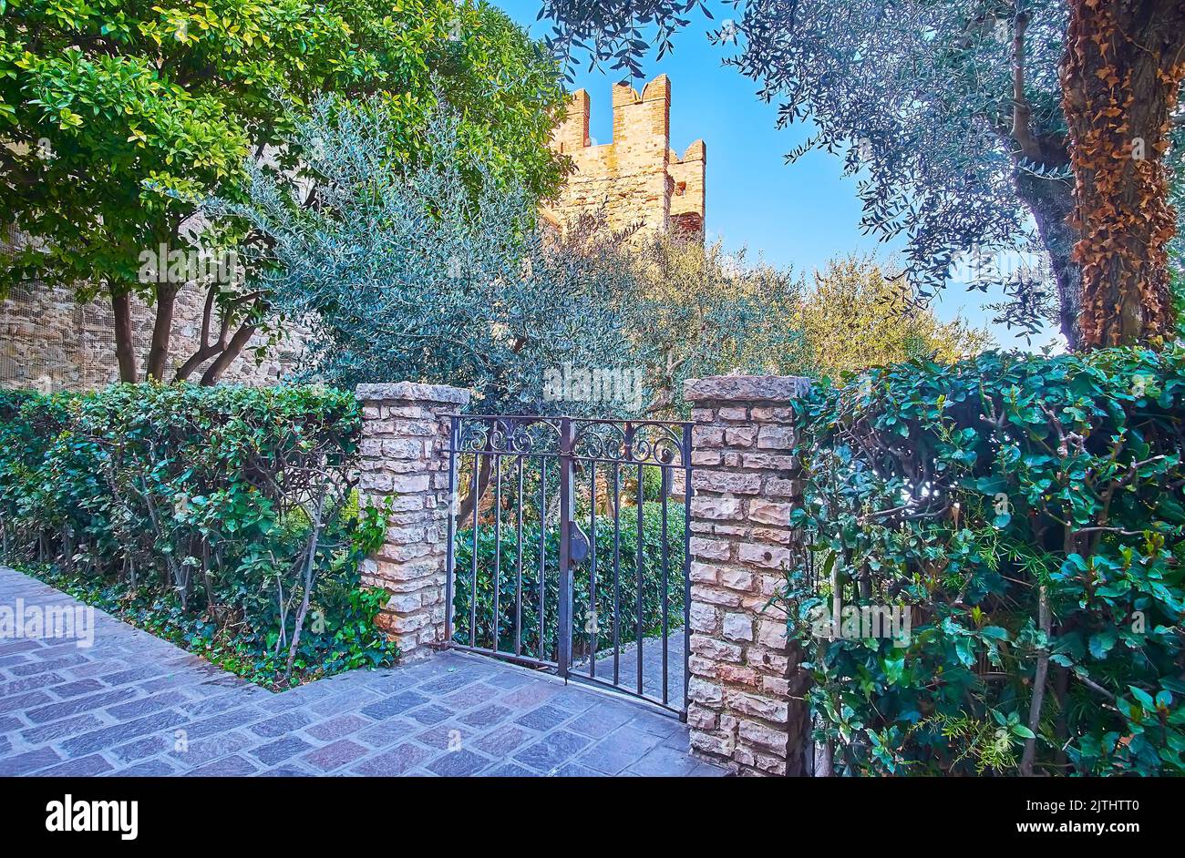 The beautiful green garden with trimmed bushes and spread olives at the ...
