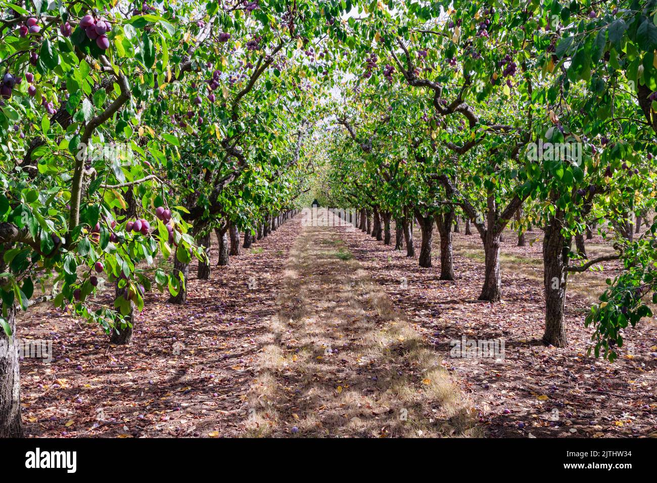 Five orchard hi-res stock photography and images - Alamy