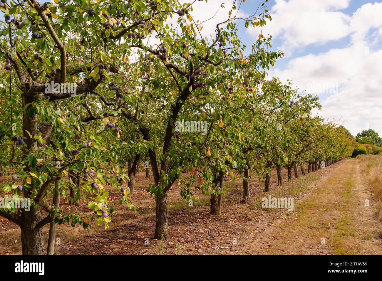 Plum tree orchard hi-res stock photography and images - Alamy