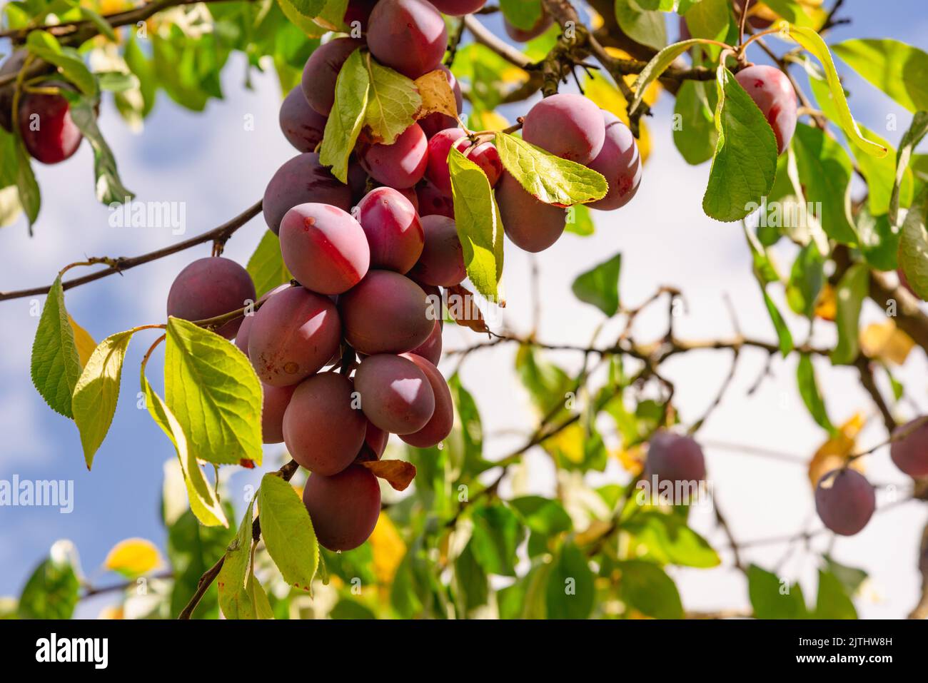 Plums on the branch hi-res stock photography and images - Alamy